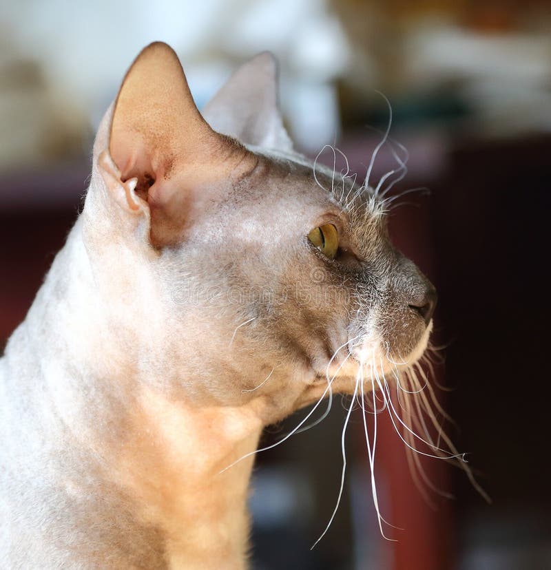 397 Hairless Peterbald Stock Photos - Free & Royalty-Free Stock Photos ...
