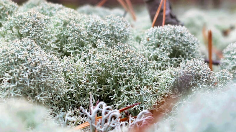 Light Gray Moss Close Up Front View Stock Photo - Image of grow ...