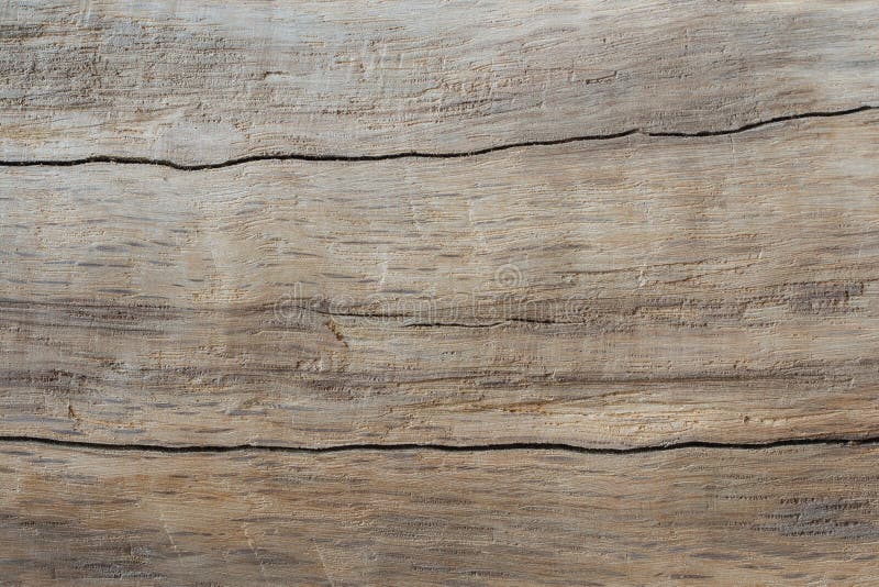 Light Gray Oak Wood Texture Stock Image - Image of round, light: 107812253