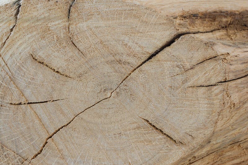 Light Gray Oak Wood Texture Stock Image - Image of macro, material ...