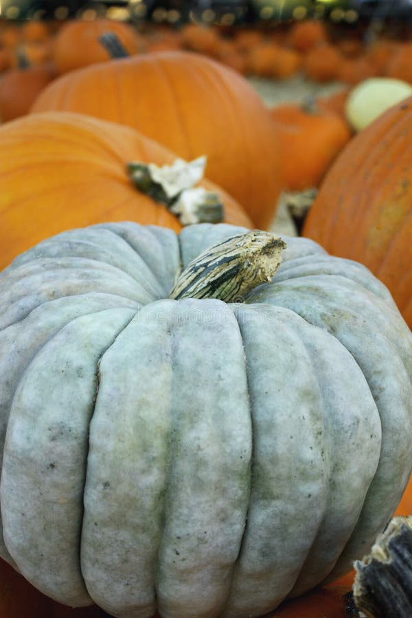 Pumpkin Patch, One Variegated Stock Image - Image of vegetable, farm ...