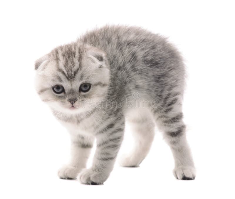 Light gray scared kitten stock photo. Image of kitty - 63191832