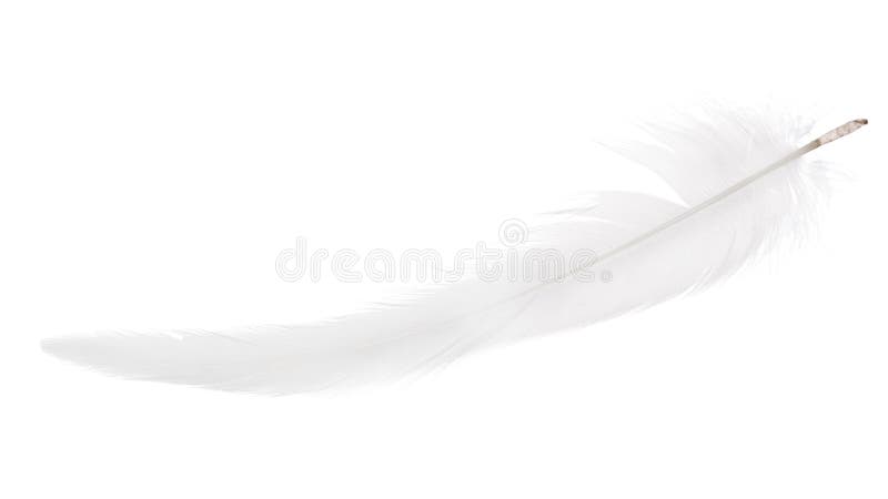 Light Gray Thin Long Isolated Feather Stock Image - Image of feather ...