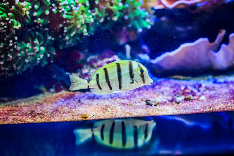 Fish and its reflection stock image. Image of marine - 139222521