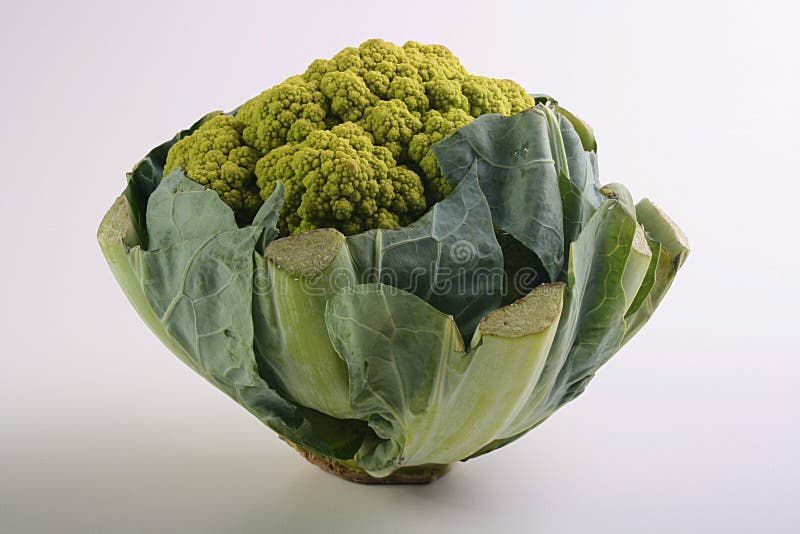 Light a green cauliflower stock photo. Image of sparse - 11030540