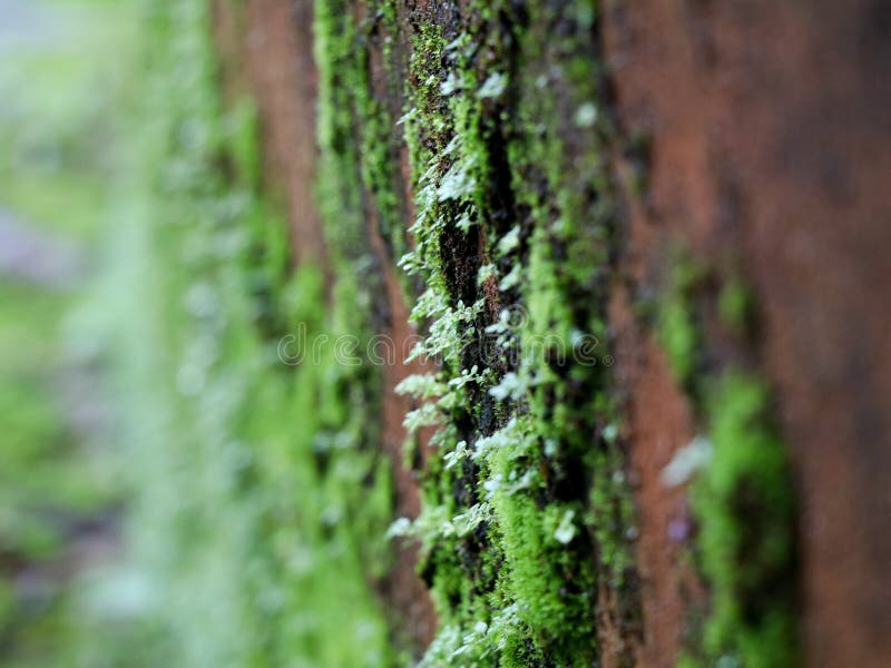 Light Green Color Moss on Wall in Rain, Texture Stock Photo - Image of ...