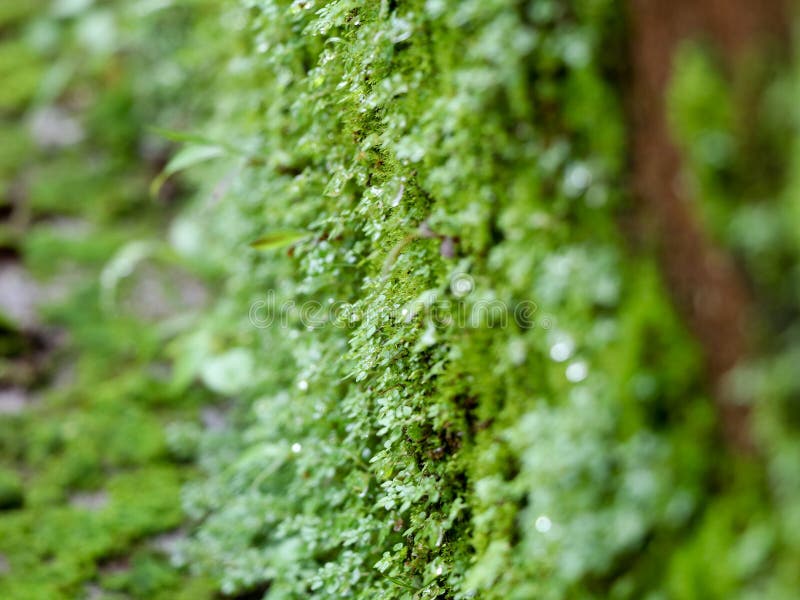 Light Green Color Moss on Wall in Rain, Texture Stock Photo - Image of ...