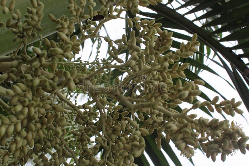 Palm flower stock image. Image of palm, branch, crop - 241084263