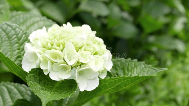 Light Green Curd Flower Ball with Leaves Stock Image - Image of garden ...