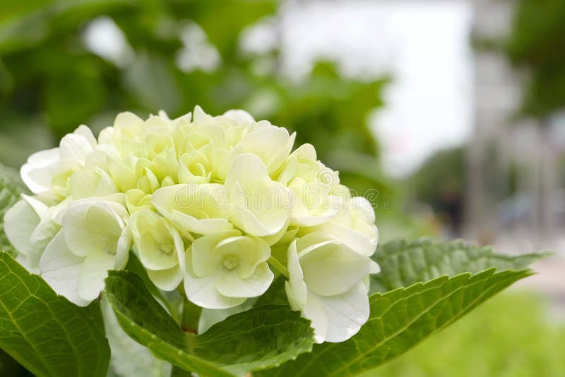 Light Green Curd Flower Ball with Leaves Stock Image - Image of ball ...
