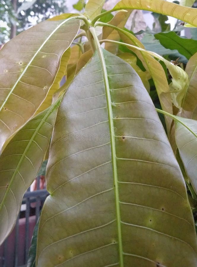 Light Green and Dark Green Mango Tree Leaves Stock Photo - Image of ...