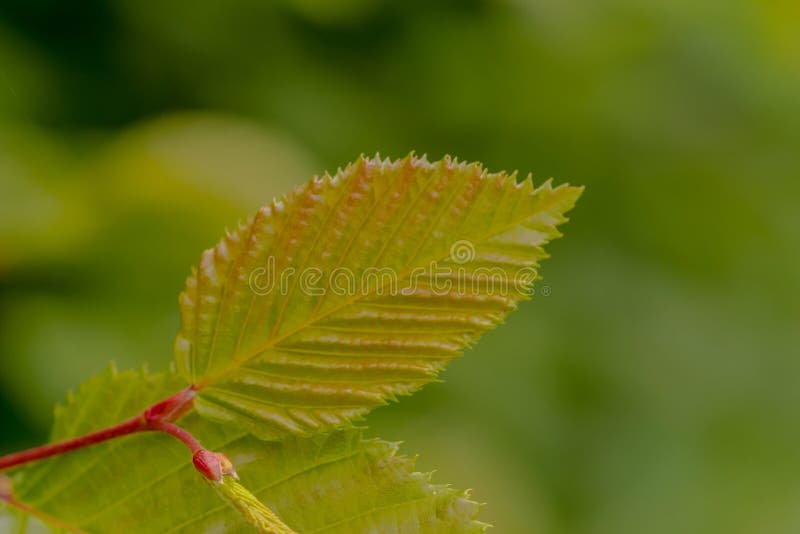 Young, Fresh Beech Leaf. Summer in the Garden. Stock Photo - Image of ...