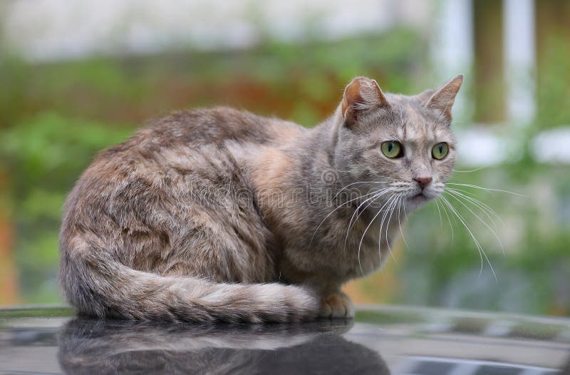 Light Green-eyed Scared Cat Stock Photo - Image of closeup, animal ...