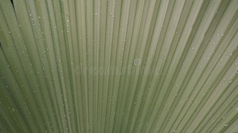 Light Green Fan-shaped Leaves Background Texture Stock Photo - Image of ...