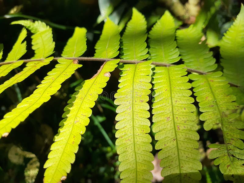 Light Green Ferns with Sunrays Stock Photo - Image of ferns, green ...