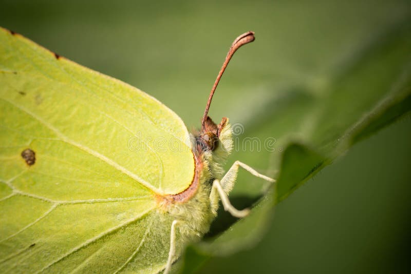 Light Green Fluffy Butterfly on a Leaf, Close-up Stock Photo - Image of ...