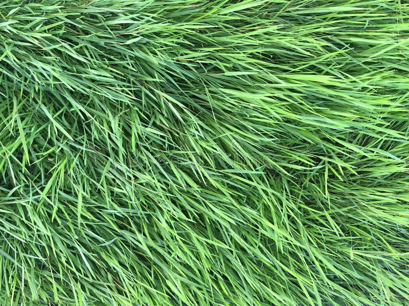 Light Green Fresh Green Texture Herbal Growth Banners and Fresh Texture ...