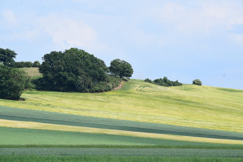 Light Green Grain Field Hills in the Eifel during Spring Stock Image ...
