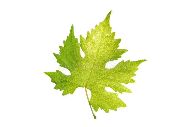 Light Green Grape Leaves Isolated on White Background Stock Photo ...