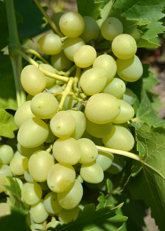 Light Green Grapes Growing in the Garden Stock Photo - Image of summer ...