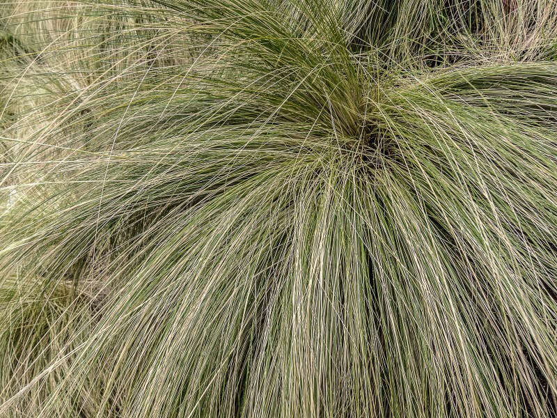 Light Green Grass stock image. Image of plant, field - 113644801