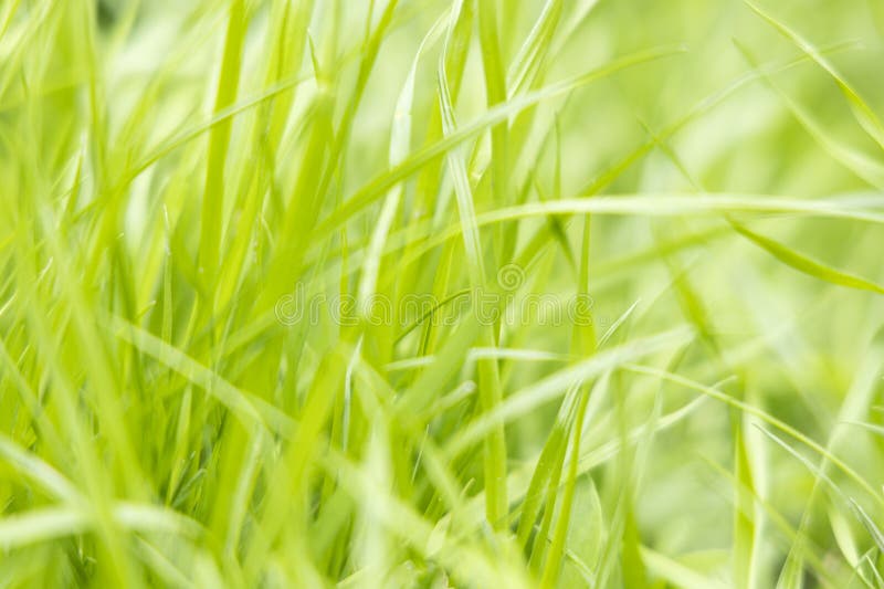 Light Green Grass Texture. a Field of Tall Fresh Grass Stock Image ...