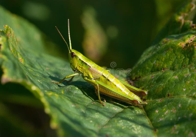 Light Green Grasshopper in the Grass Close Up Stock Image - Image of ...