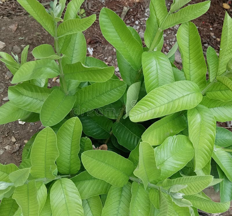 Light Green Guava Tree Leaves in Sunlight Stock Photo - Image of ...