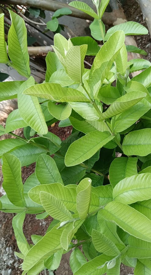 Light Green Guava Tree Leaves in Sunlight Stock Photo - Image of ...