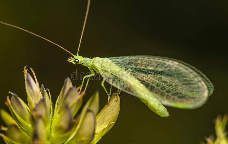 Fly Sits Spike Grass Stock Photos - Free & Royalty-Free Stock Photos ...