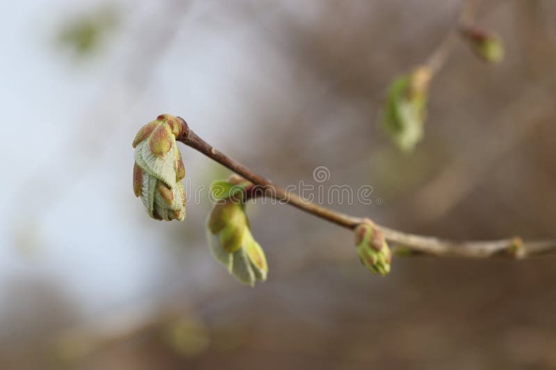 Light Green Layered Tree Leaf Buds on Brown Branch Stock Photo - Image ...