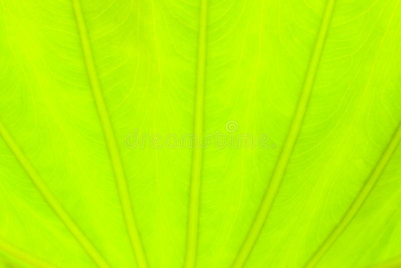 Light Green Leaf Abstract Nature Background Stock Image - Image of ...