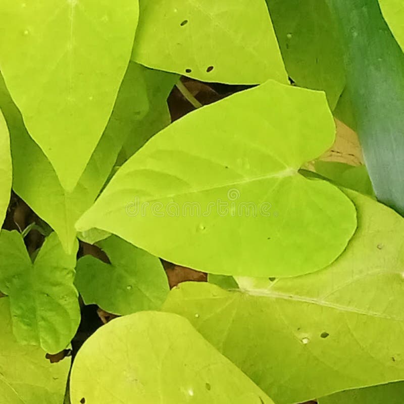 Light Green Leaf Concept with Nature Background and Natural Structure ...