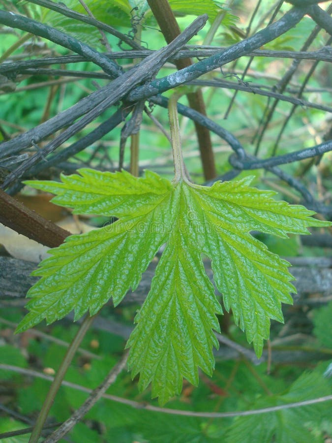 Strange leaf stock photo. Image of daytime, park, flower - 100909216