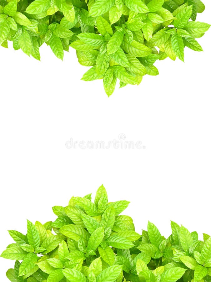 Light Green Leaf Frame and White Stock Image - Image of freshness ...