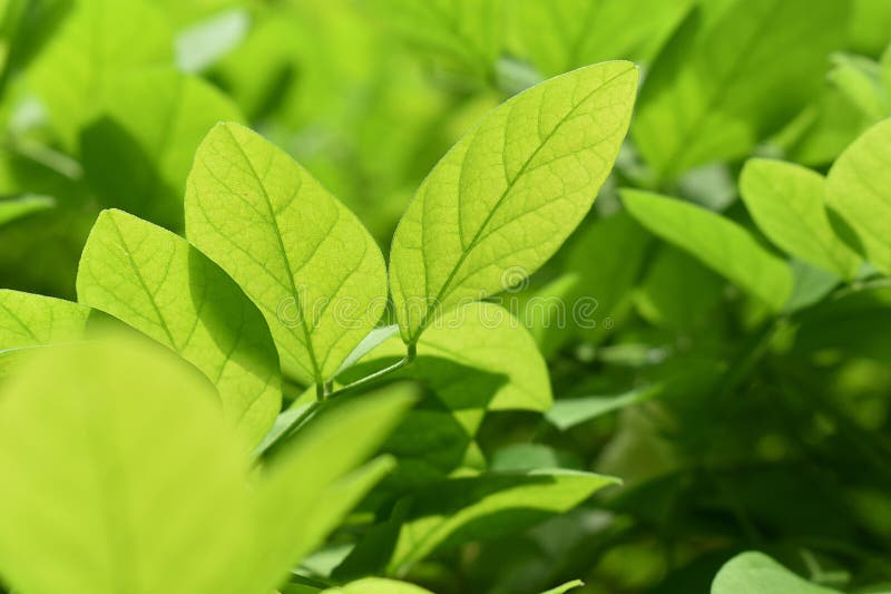 Light Green Leaf - Outdoor Leaf Photography Stock Image - Image of ...