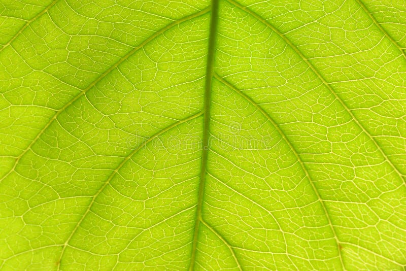 Light green leaf texture stock image. Image of closeup - 76487711
