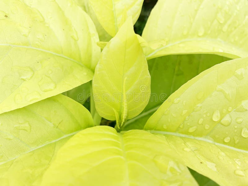 Light Green Leaf Texture and Dewdrops Stock Photo - Image of green ...