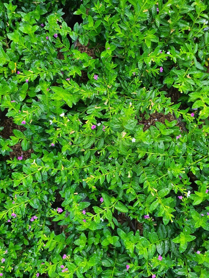 Light Green Leaves in the Green Garden Stock Image - Image of garden ...