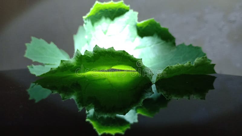 Light of Green Leaves Photography Leaf Closeup Vegetable Plant Stock ...