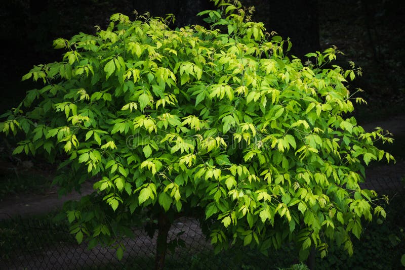 The Light Green Leaves of the Maple Tree Stock Image - Image of acer ...