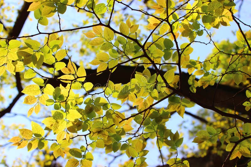 Light green leaves stock image. Image of nature, tree - 40192469
