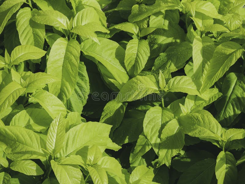 Light Green Leaves Tree Plant Nature Background Stock Photo - Image of ...