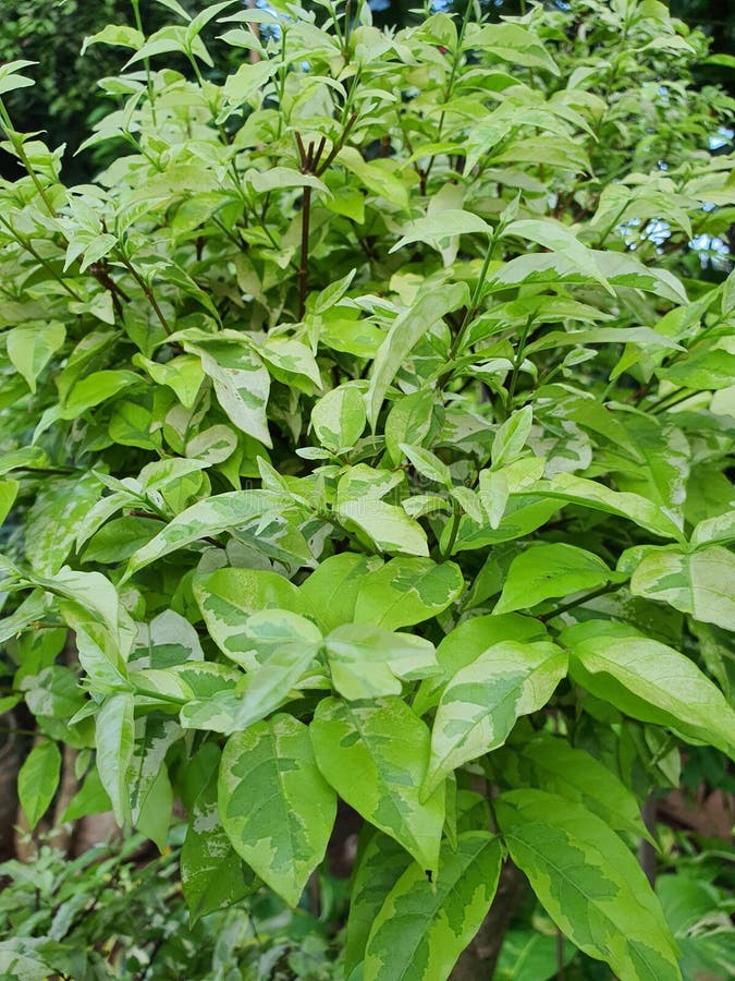 Light Green Leavse in the Green Tree Stock Image - Image of light ...