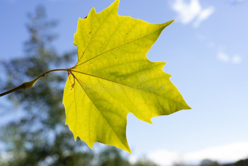 Light Green Maple Leaf Against Blue Sky. Stock Image - Image of focus ...