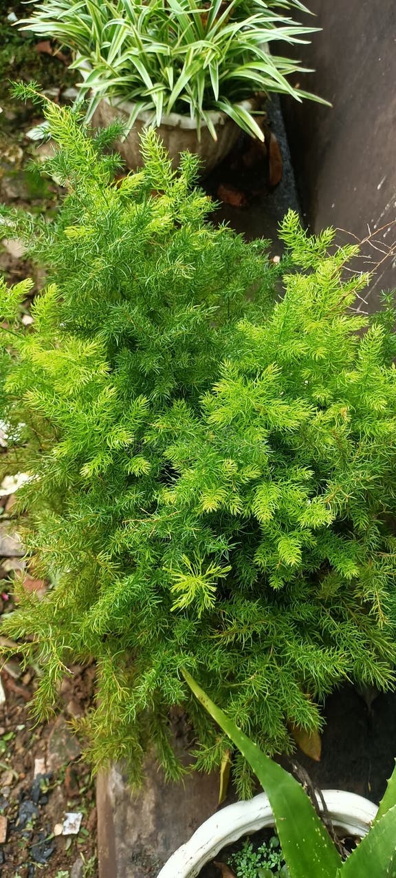 Light green mini pine tree stock image. Image of light - 348986557