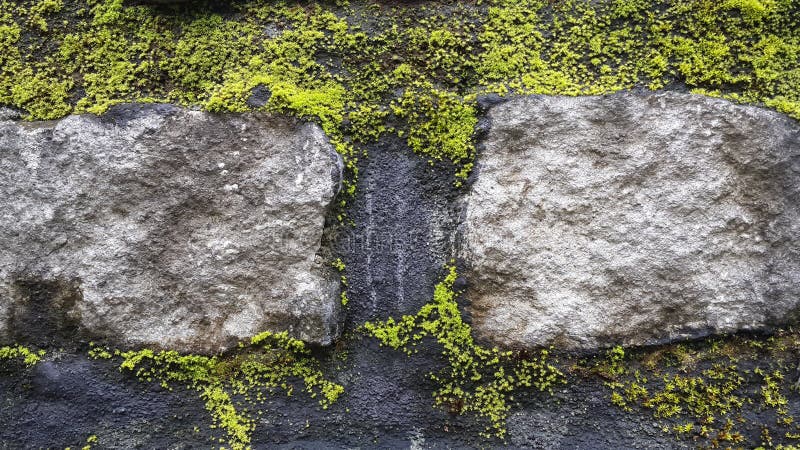 Light Green Moss Grows on Moist Rocks Stock Photo - Image of grows ...