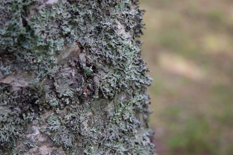 Light Green Moss on a Tree Close-up Stock Image - Image of rough, shape ...
