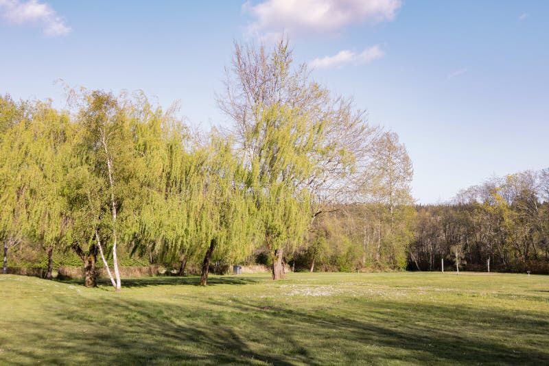Light Green Park on a Bright Sunny Day in Spring Stock Image - Image of ...
