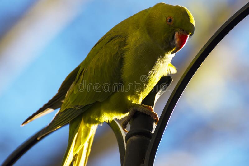 Light Green Parrot on a Bare Plant Stock Photo - Image of habitat, wing ...